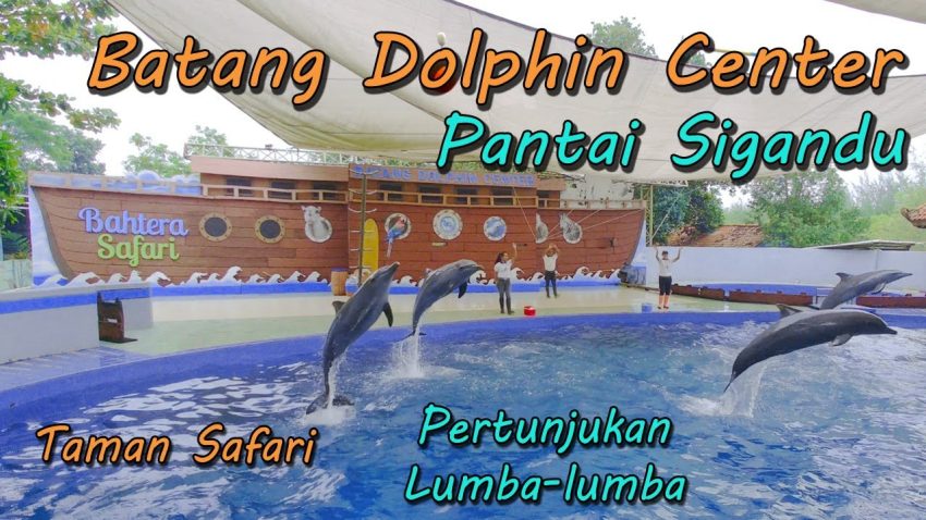 Batang Dolphin Center Wisata Pantai Sigandu & Taman Safari Di Jawa ...